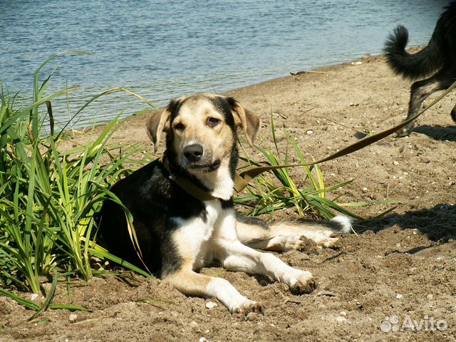 Люка, 9 мес, ищет дом