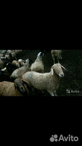 Бараны на курбан