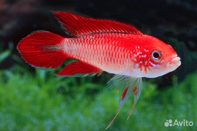 Апистограмма (ассортимент)