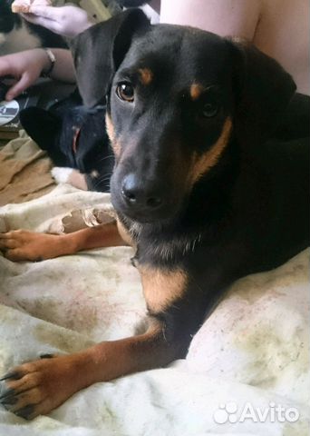 Метис таксы