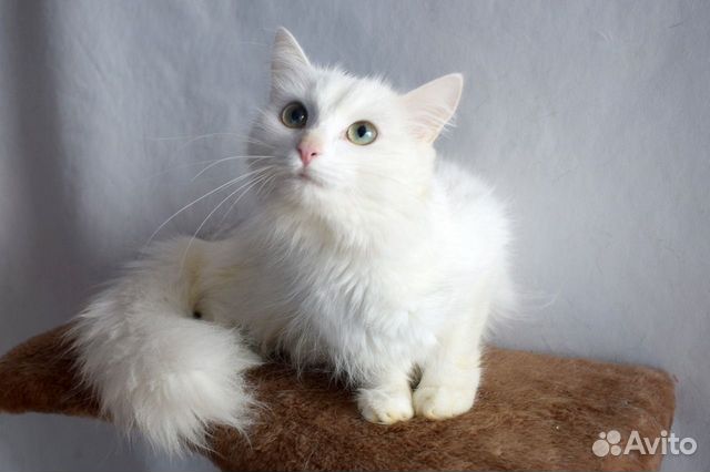 Белоснежная красавица в дар