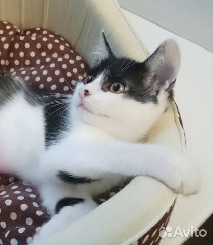 Ласковый и спокойный котенок, 9 месяцев