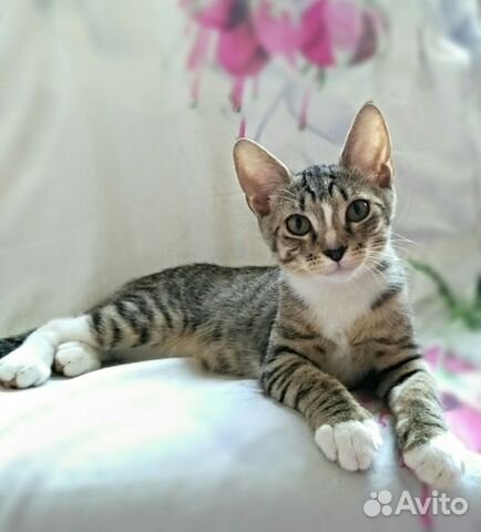 Котик подросток мальчик