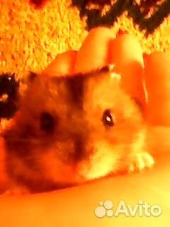 Продаю хомячат