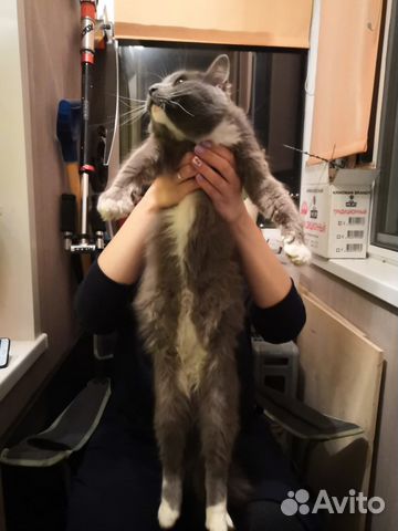 Кот в дар. Спокойный большой кот