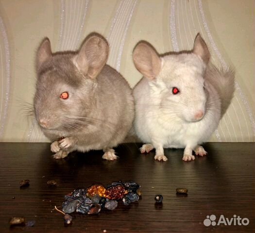 Шиншиллы. Братики