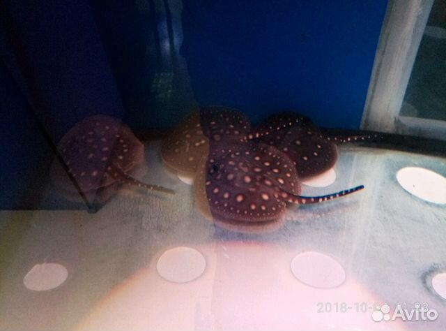 Скат гибрид моторолеопольди