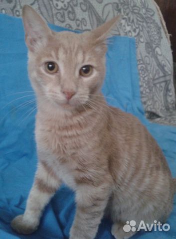 Рыжего котика в хорошие руки