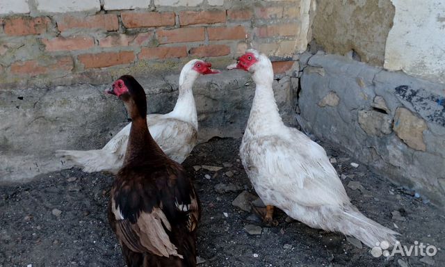 Утки породистые