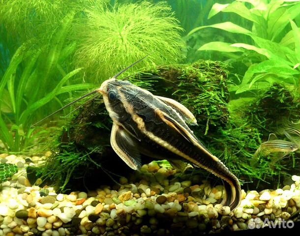 Аквариумные сомы (бесплатно или обмен на красивое