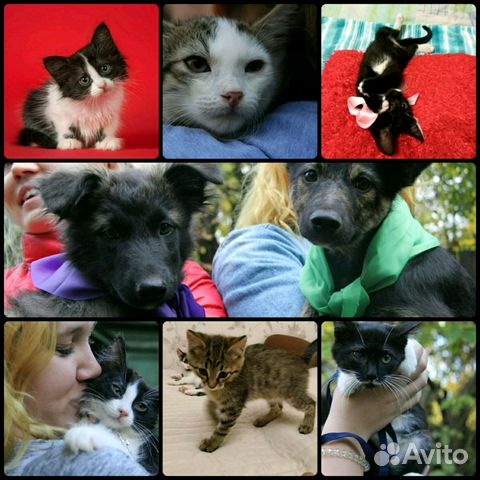 Котята и щенки для каждого