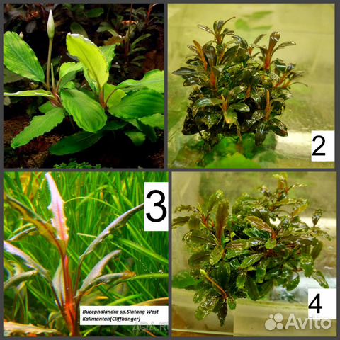 Буцефаландры, анубиасы, папоротники и др. растения