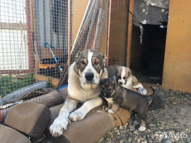 Щенок бойцовских кровей- имбридинг на Хозяина