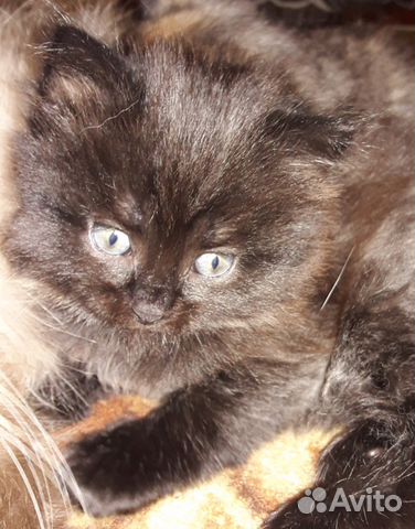 Пушистые девочки, 2 месяца