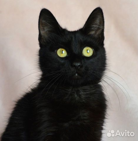 Котенок Блэкки ищет дом