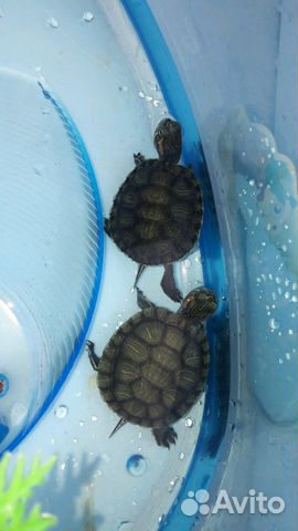 Черепаха красноухая