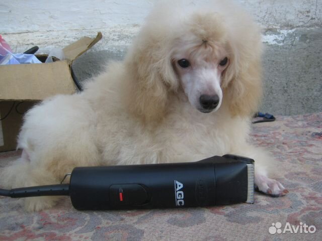 Пудель миниатюрный и той м