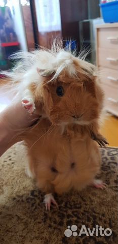 Вислоухая породистая перуанка