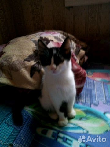 Котик