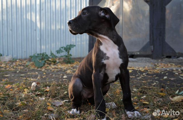 Девочка немецкого дога