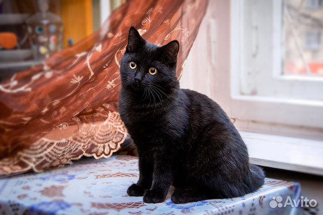 Маленькому котенку Катюше нужен дом