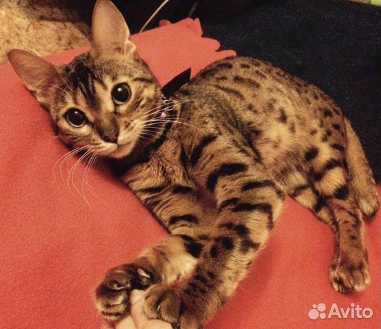 Кошечка бенгальская