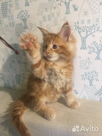 Котята Мейн Кун - брат и сестрёнка. Питомник