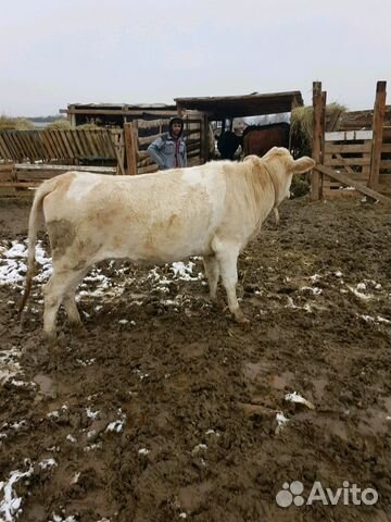 Продам корову