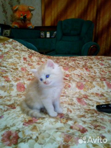 Котята