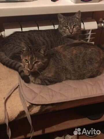 Котята примерно 6-7 месяцев