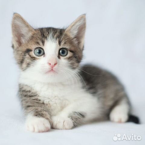 Малыш Вилли ищет дом, котята в дар