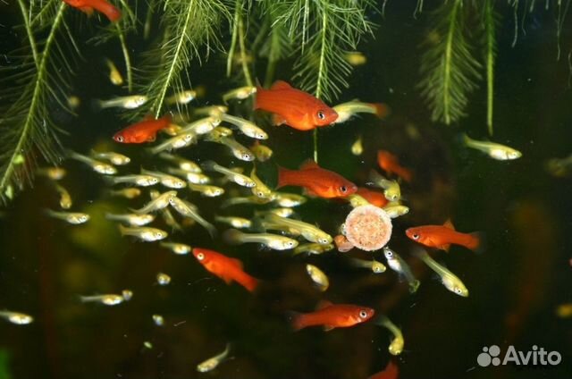 Красивые рыбки меченосцы