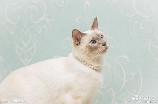 Элитные тайские котята