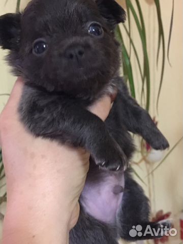 Эксклюзивчик)