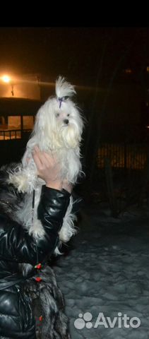 Девочка бесплатно