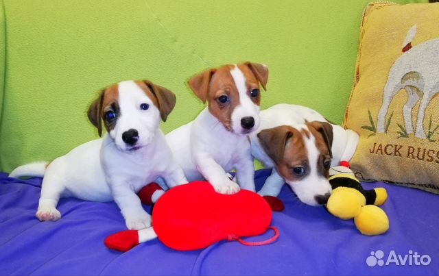 Джек рассел терьер - девочки(сестренки)