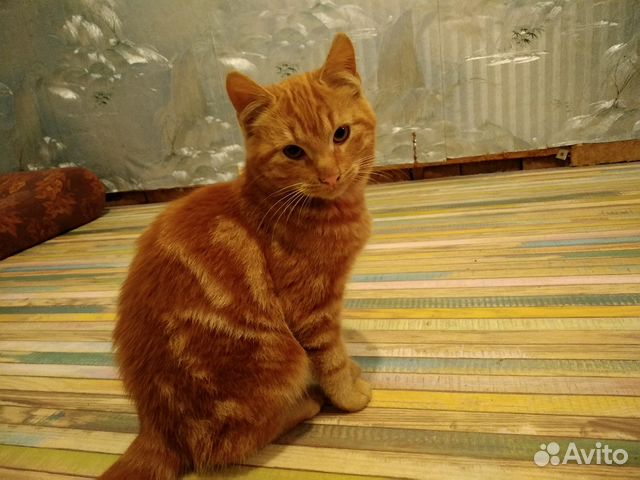 Котаны подростки рыжие