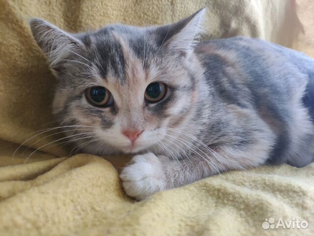 Милая Кнопочка - котенок 4 мес