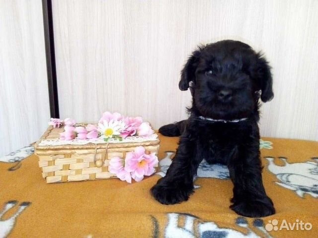 Сука цвергшнаура