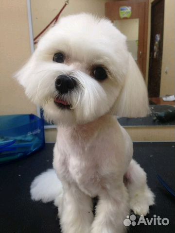 Продаются маленькие комочки счастья