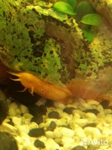 Сомик анциструс альбинос