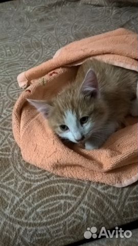 Десантник Рыжик ищет дом
