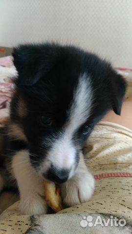 Очаровательные малыши ищут дом:)