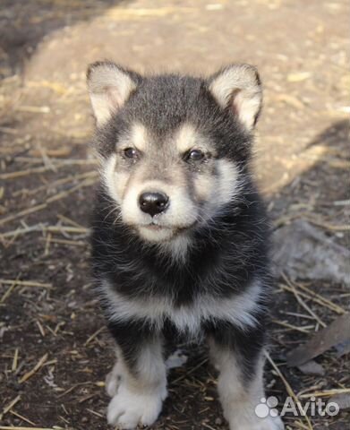 Восточно- Сибирская Лайка