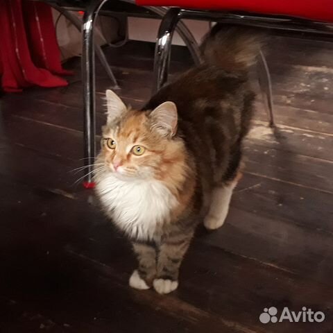 Кошечка-подросток в хорошие руки