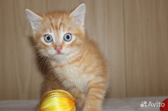 Лукас ищет дом