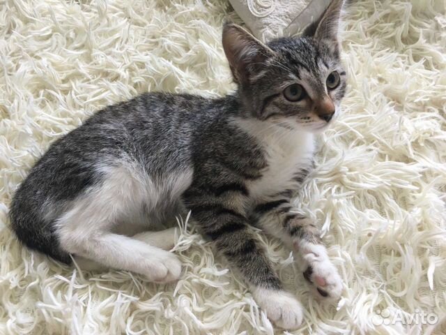 Котенок мальчик колобок