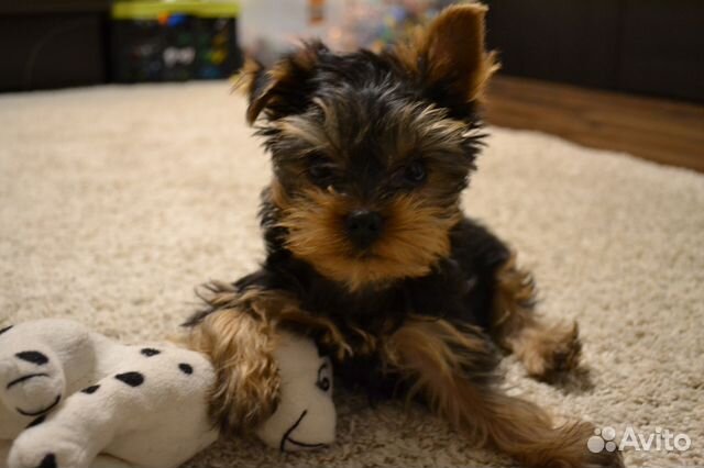 Отдам щенка йорка