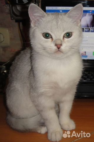 Котята порода британские короткошерстные