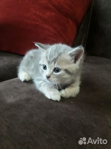 Продам котят шотланских